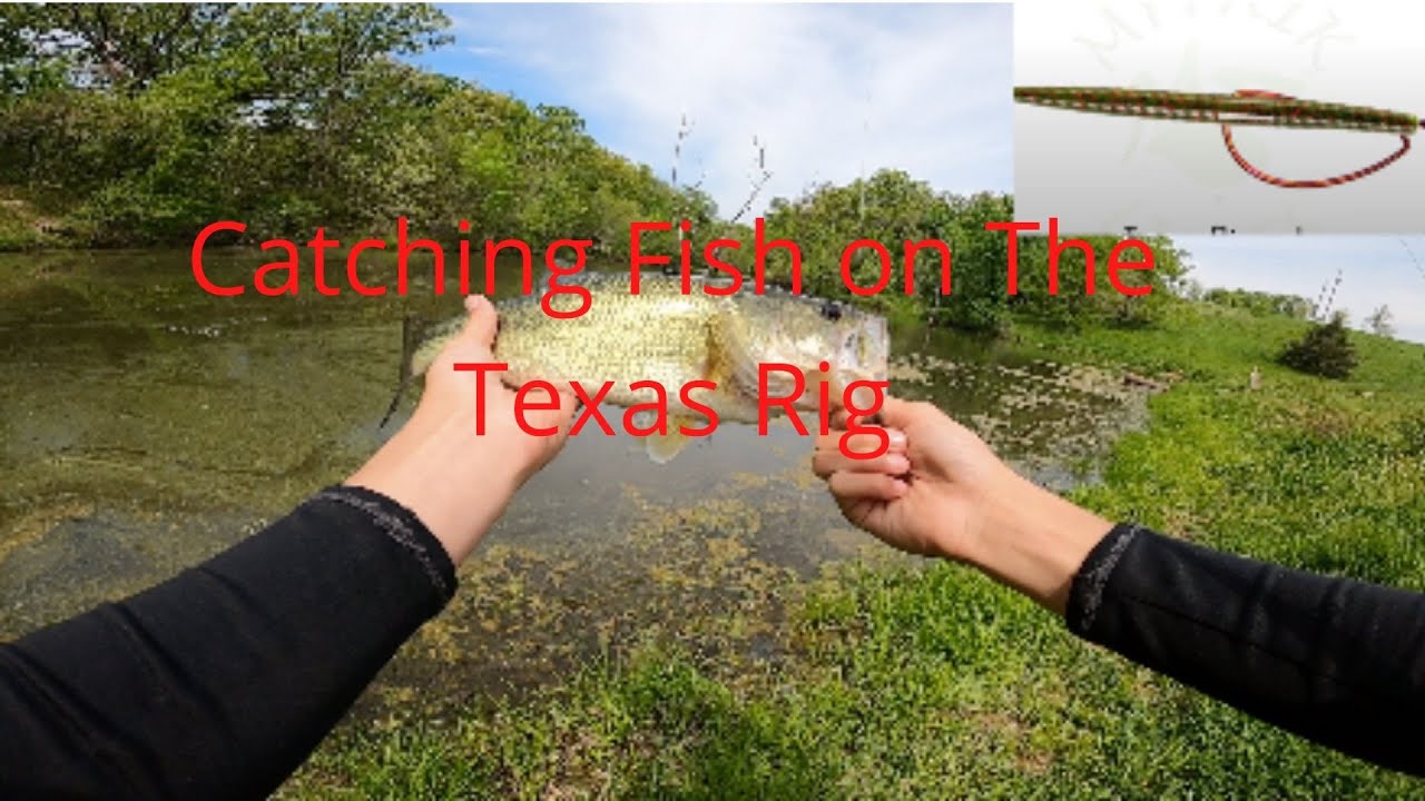 Crushing Fish with the Texas Rig - YouTube