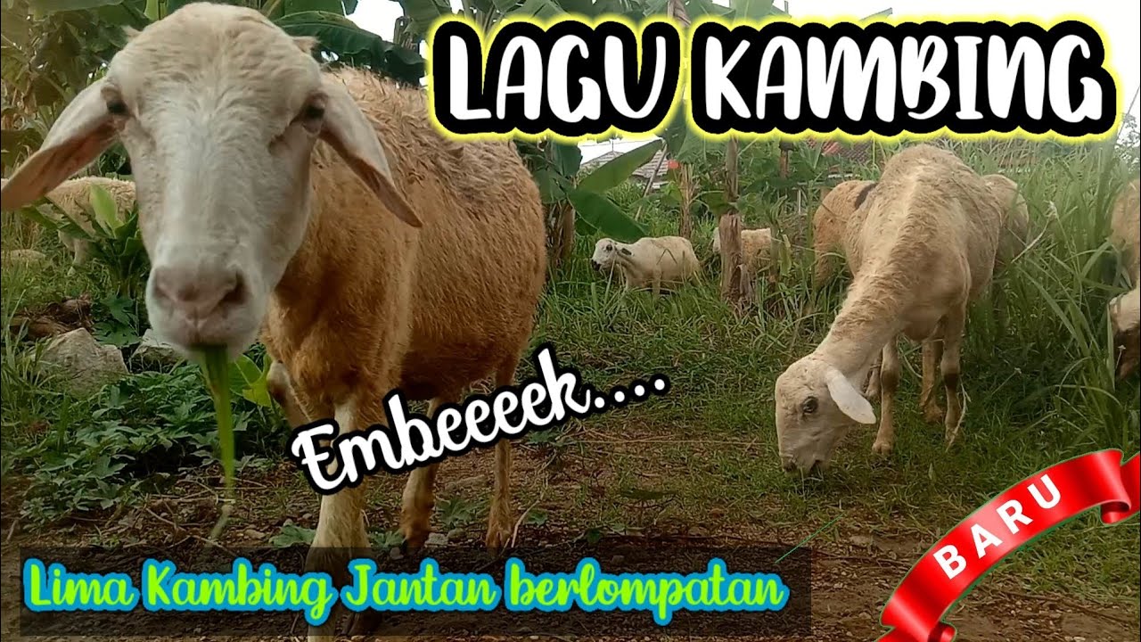 Suara domba lucu , Lima anak kambing jantan berlompatan, embek embek ...