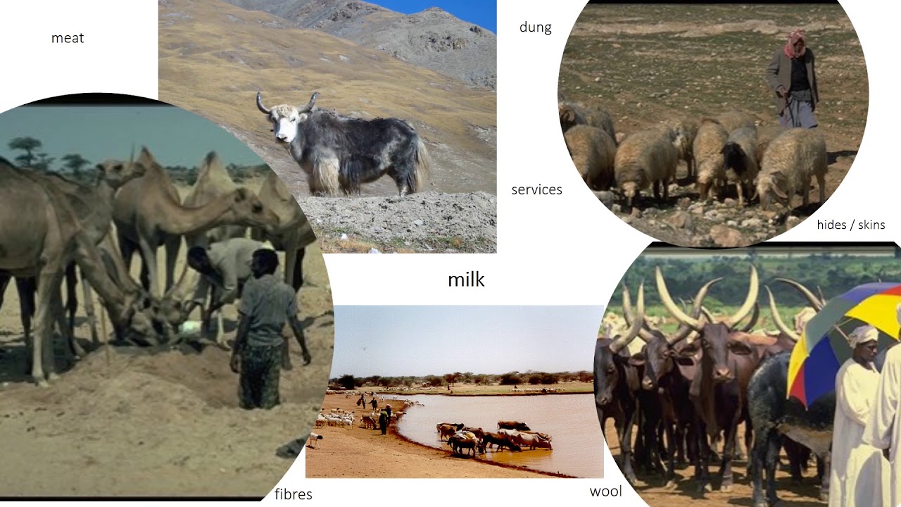 Livestock production systems: Pastoralism & Uncertainty online course ...