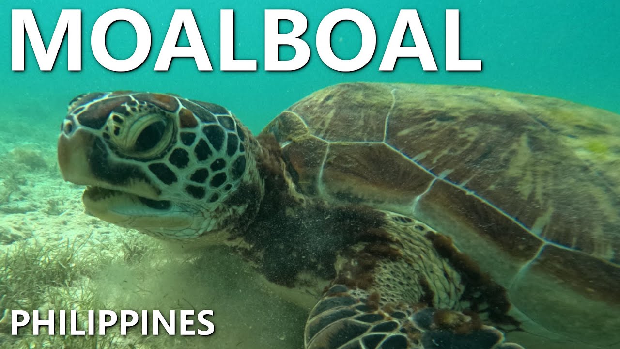 Snorkeling Adventure in Moalboal - Pescador Island, Sea Turtles and the ...