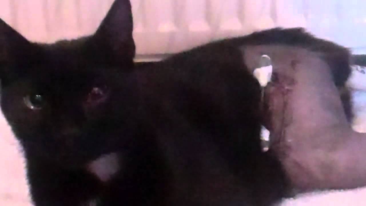 TERMINATOR CAT - Marmite back from surgery - YouTube