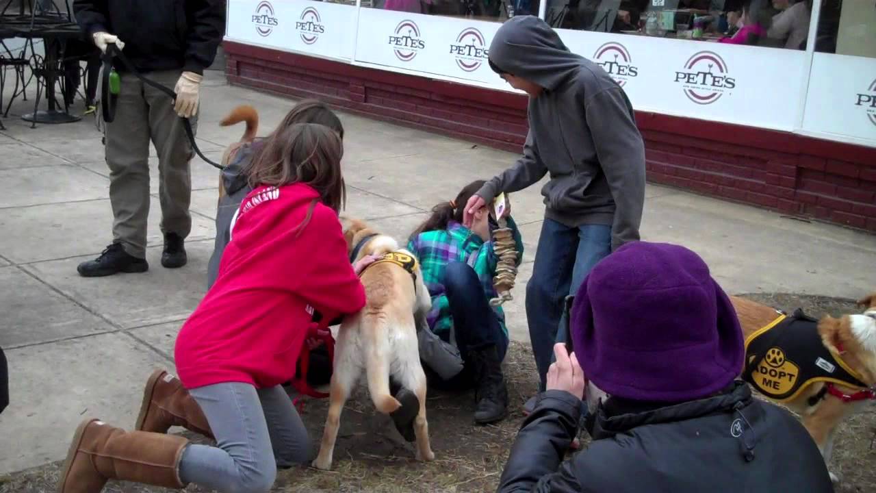 City Dogs Rescue and Georgetown Day School Adoption Event at PetMAC, DC ...
