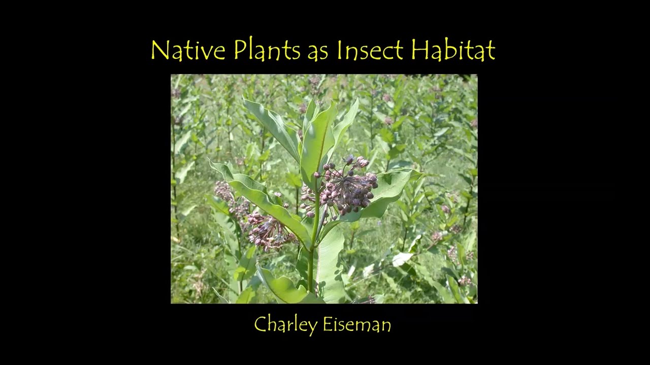 Native Plants as Insect Habitat - YouTube