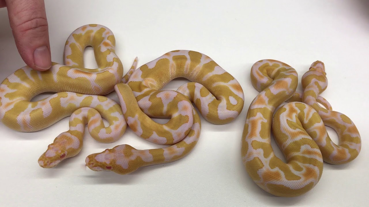 2017 Ball Python video #12 Awesome late season babies and a world's ...