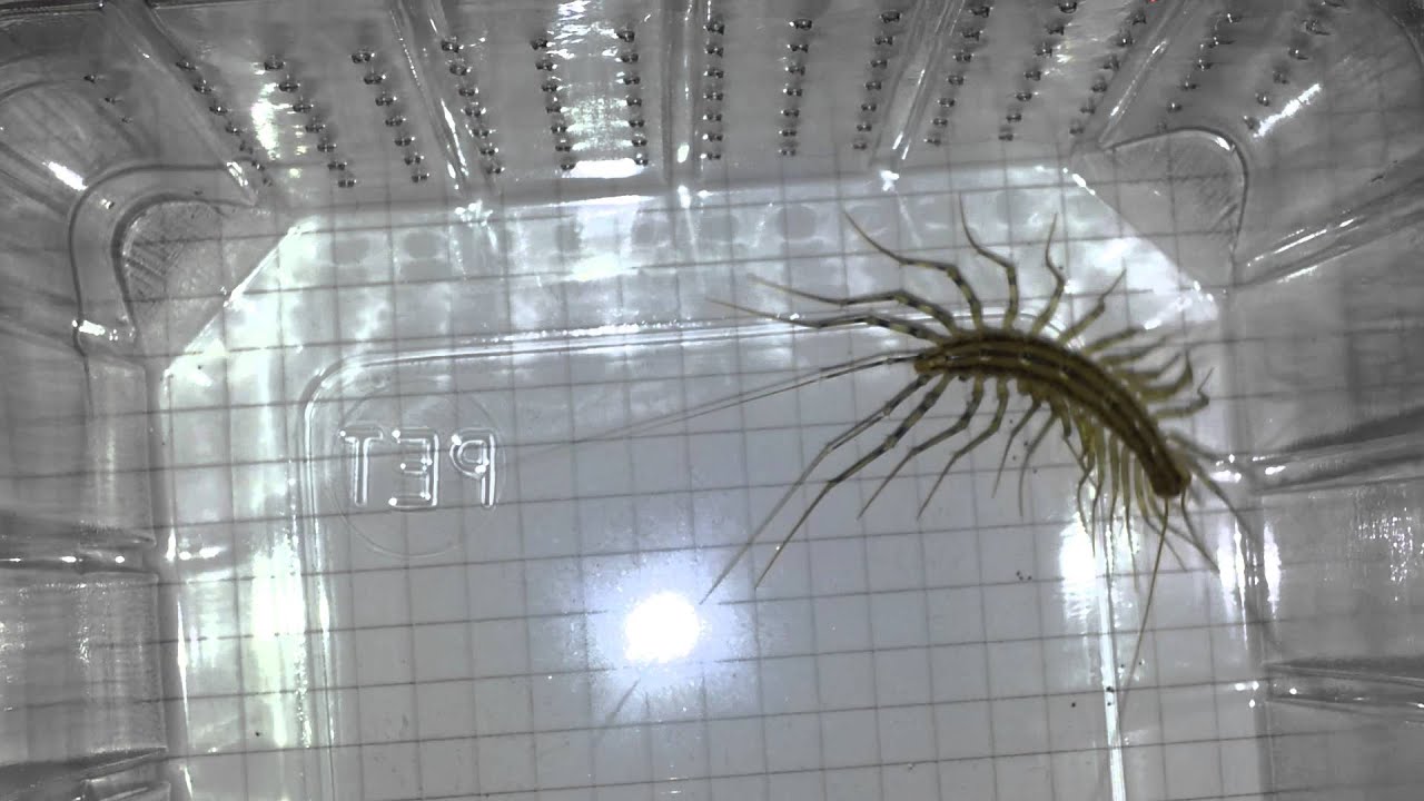Scutigera coleopatra in NRW - YouTube