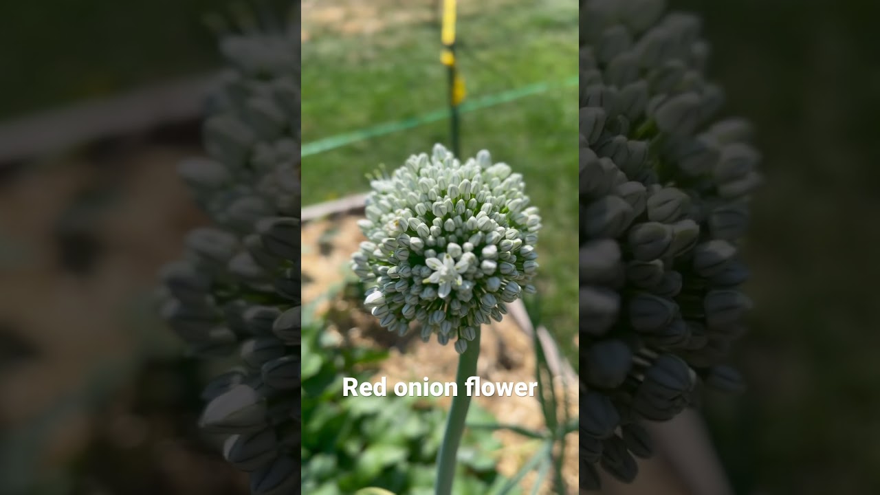 Red Onion Plant Flower