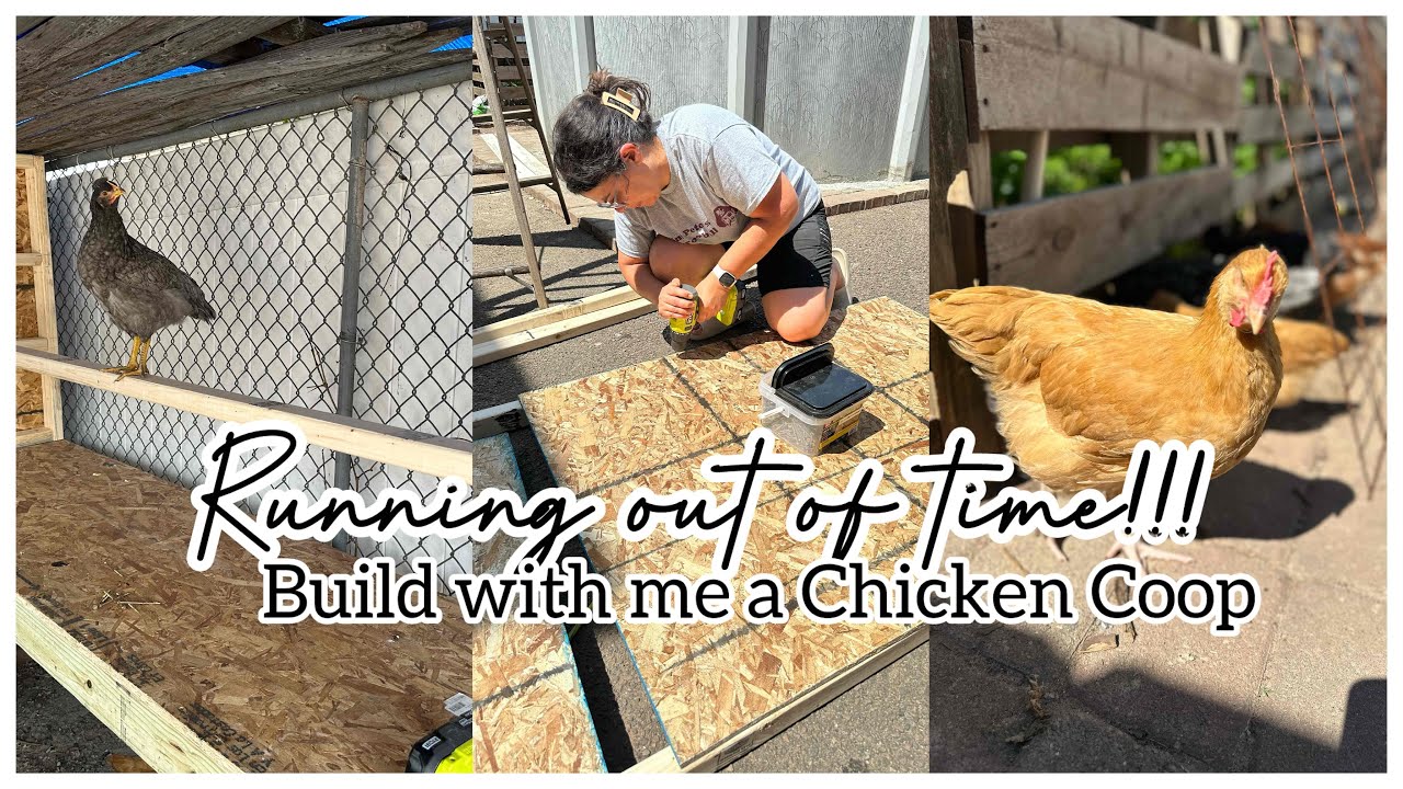 NEW BUILDING A CHICKEN COOP FOR MY 12 HENS BACKYARD HENS - YouTube