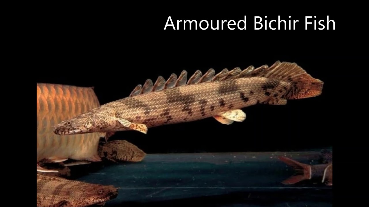 Types of Bichir Fish - YouTube
