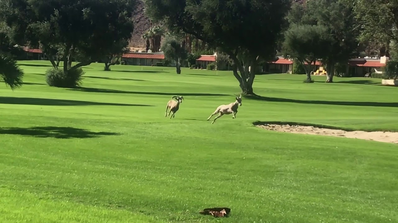 Sheep Playing on the Golf Course - YouTube