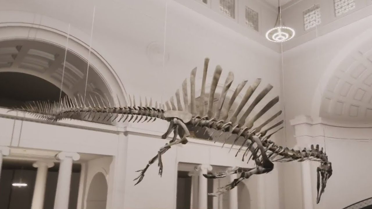Spinosaurus makes debut this weekend at Field Museum - YouTube