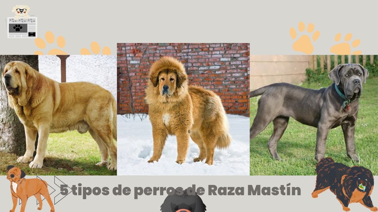 Conoce a los 5 perros de tipo Mastín más imponentes - YouTube