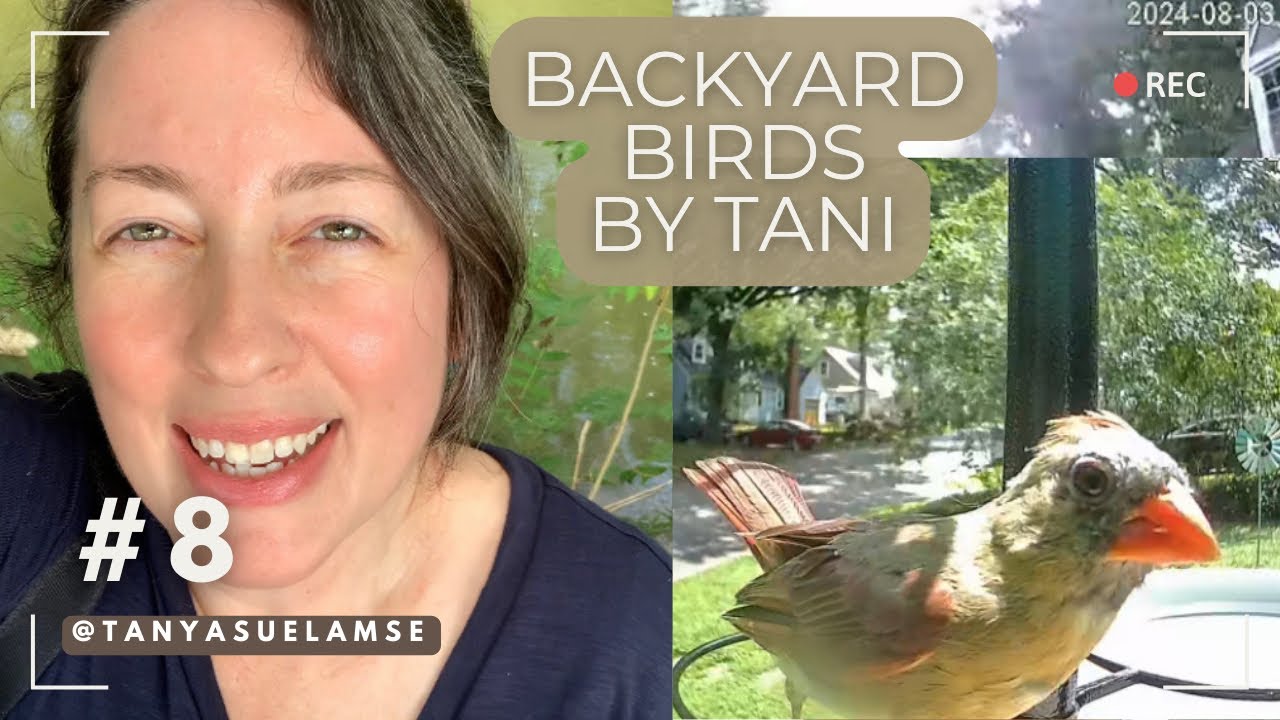 No. 8 Backyard Birds by Tani - YouTube