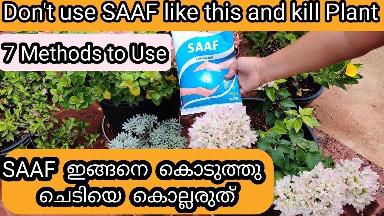 Right Method to Use SAAF Fungicide on Plants | SAAF ശരിയായ രീതിയി ...