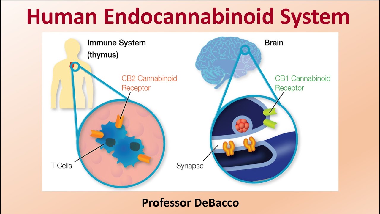 Human Endocannabinoid System - YouTube