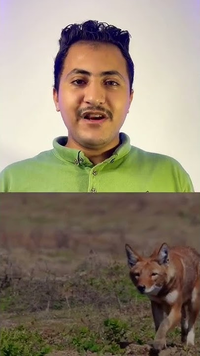 ثعلب 🦊 Youtube