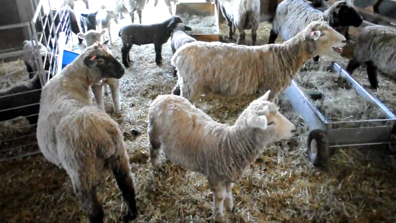 Hungry Sheep at Drumlin Farm - YouTube