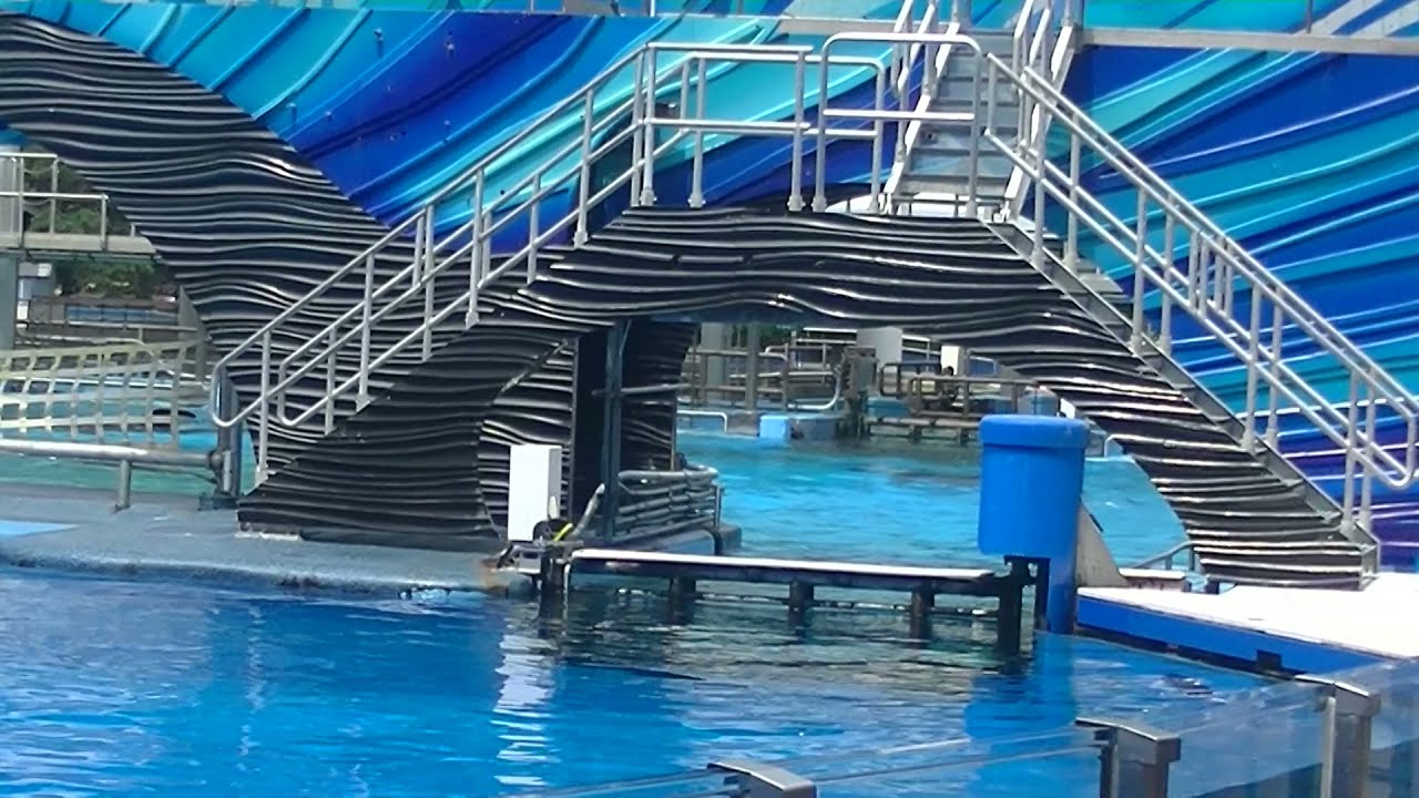 Guest throws rubber in the Orca Tank - July 23, 2021 - SeaWorld Orlando ...