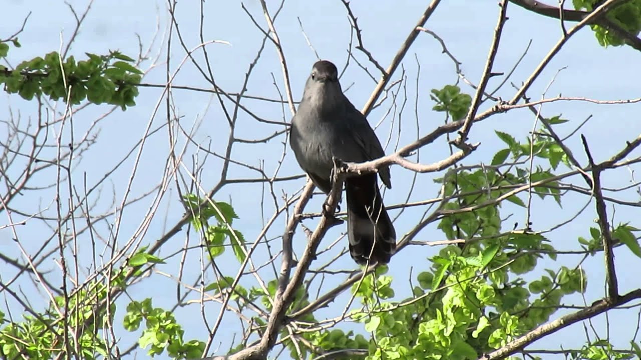 Gray Catbird sounds, South Central Saskatchewan, Canada - YouTube