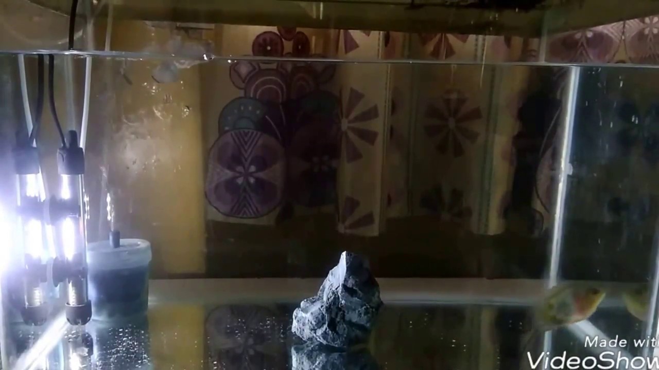 Flowerhorn fish tank setup - YouTube