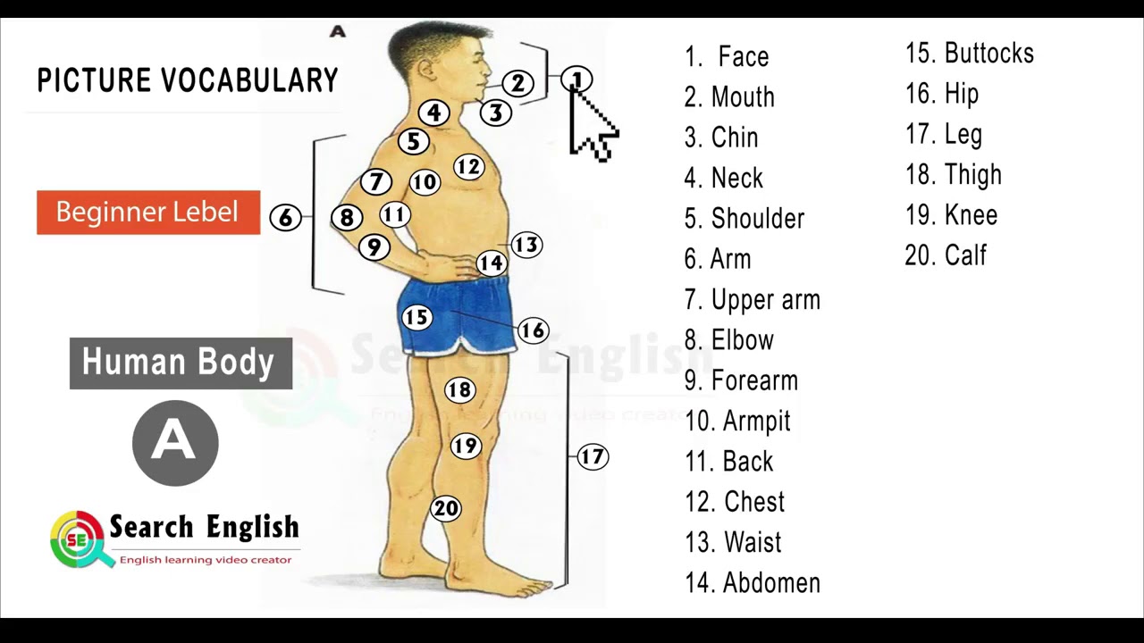 Learning Name Of Body Stature YouTube learning-name-of-body-stature-youtube