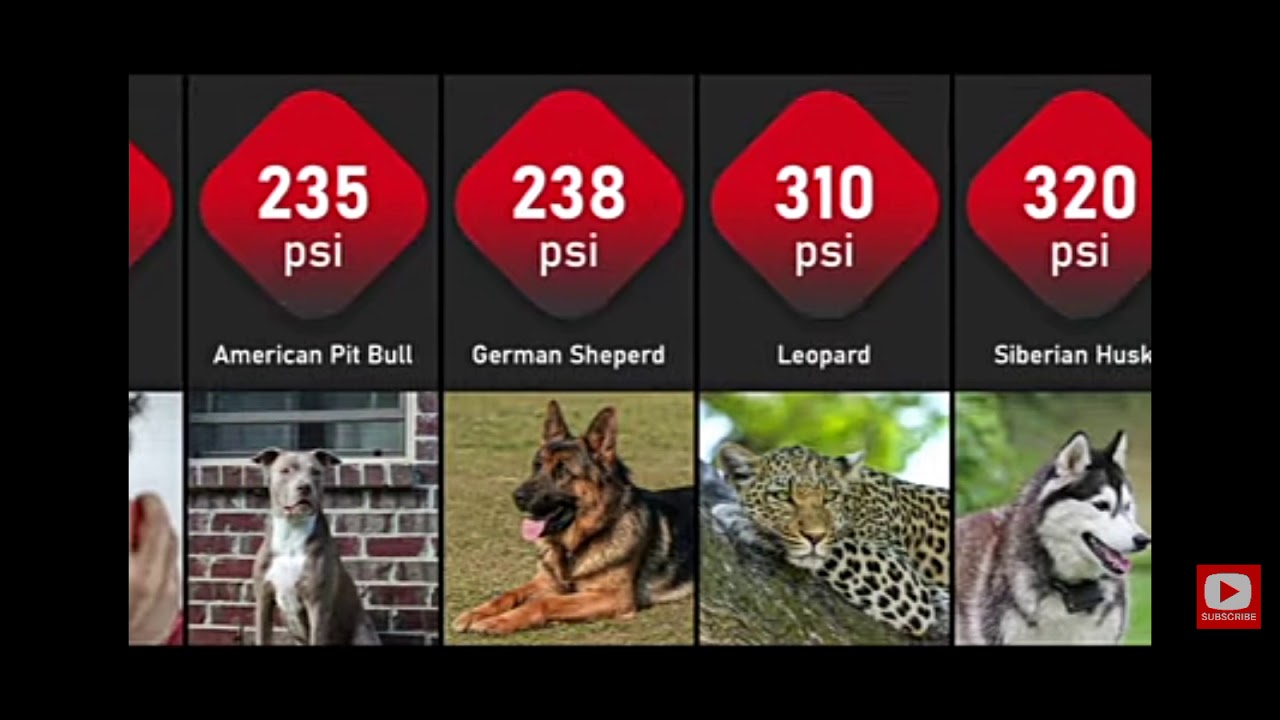 Bite Force Comparison : Animals With Strongest Bite Force - YouTube