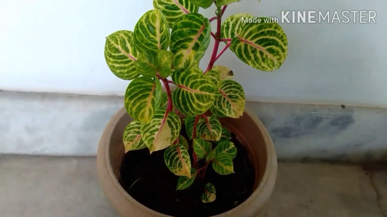 Iresine plant // Iresine Hebsti plant // How to grow and care iresine ...