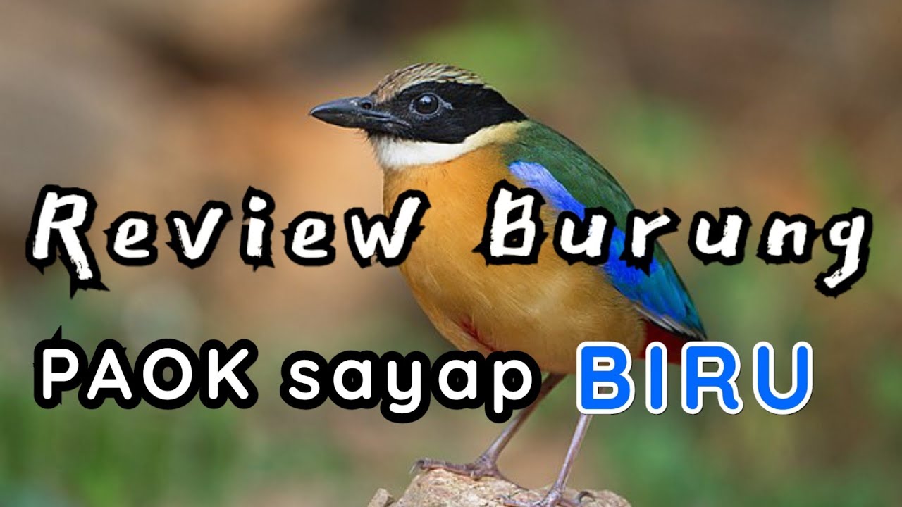 Review Burung PAOK Sayap Biru - YouTube