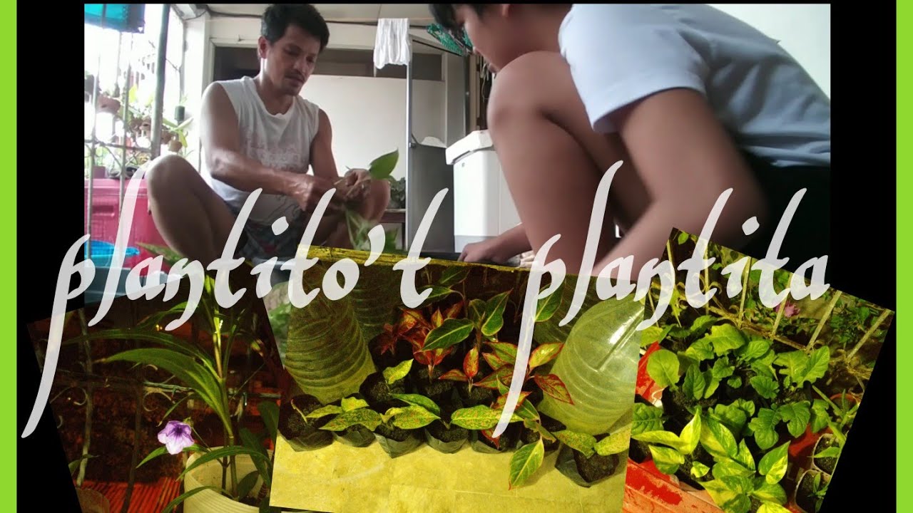 PLANTITO'T PLANTITA - YouTube