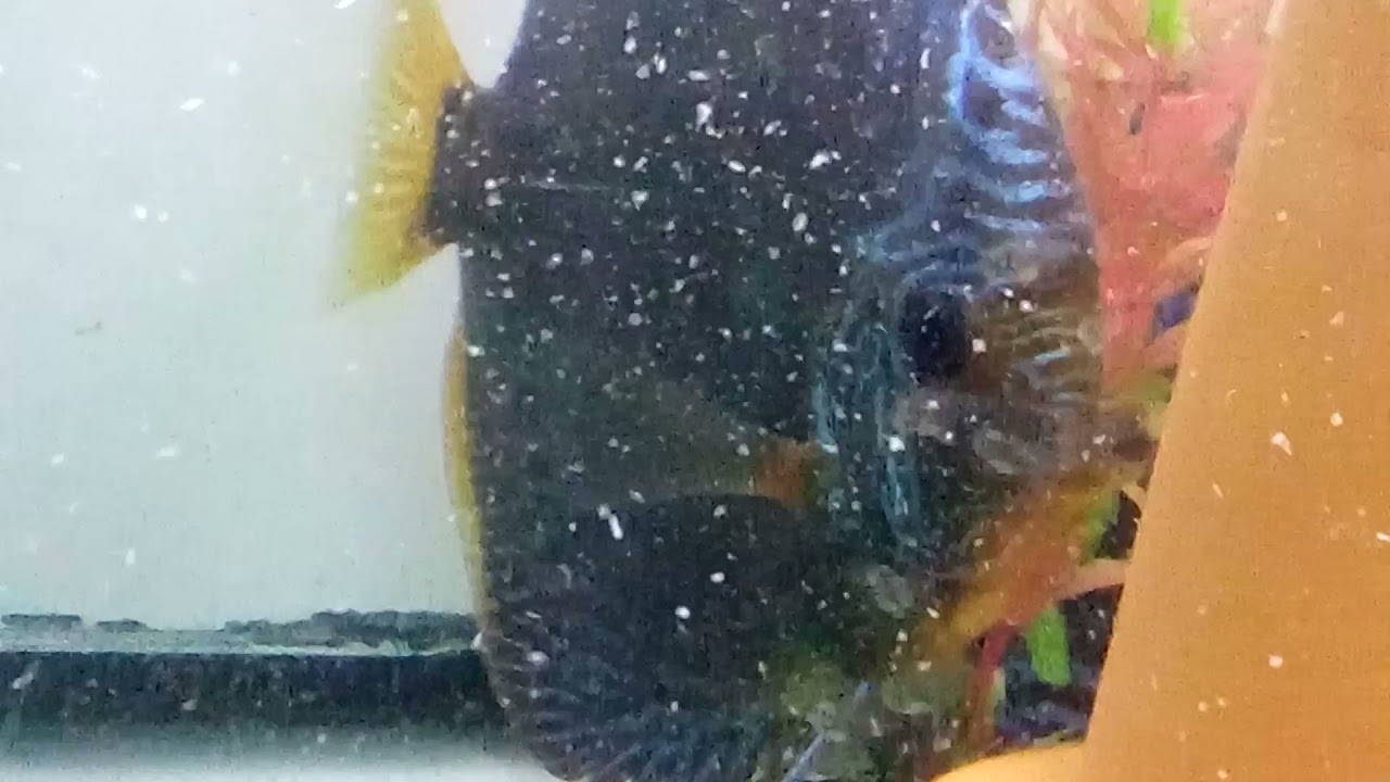 Baby Discus feeding off parental slimecoat - YouTube