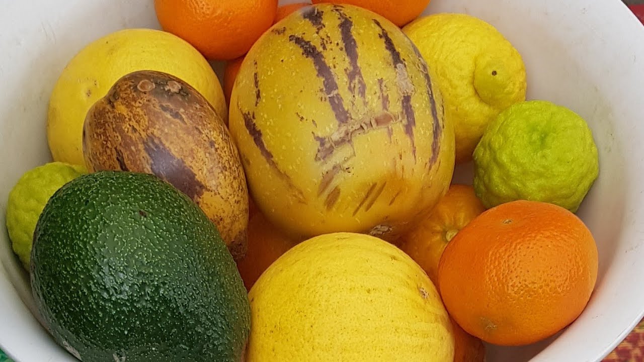Foraging Backyard Fruit Every Day - Plant Your Trees NOW! - YouTube