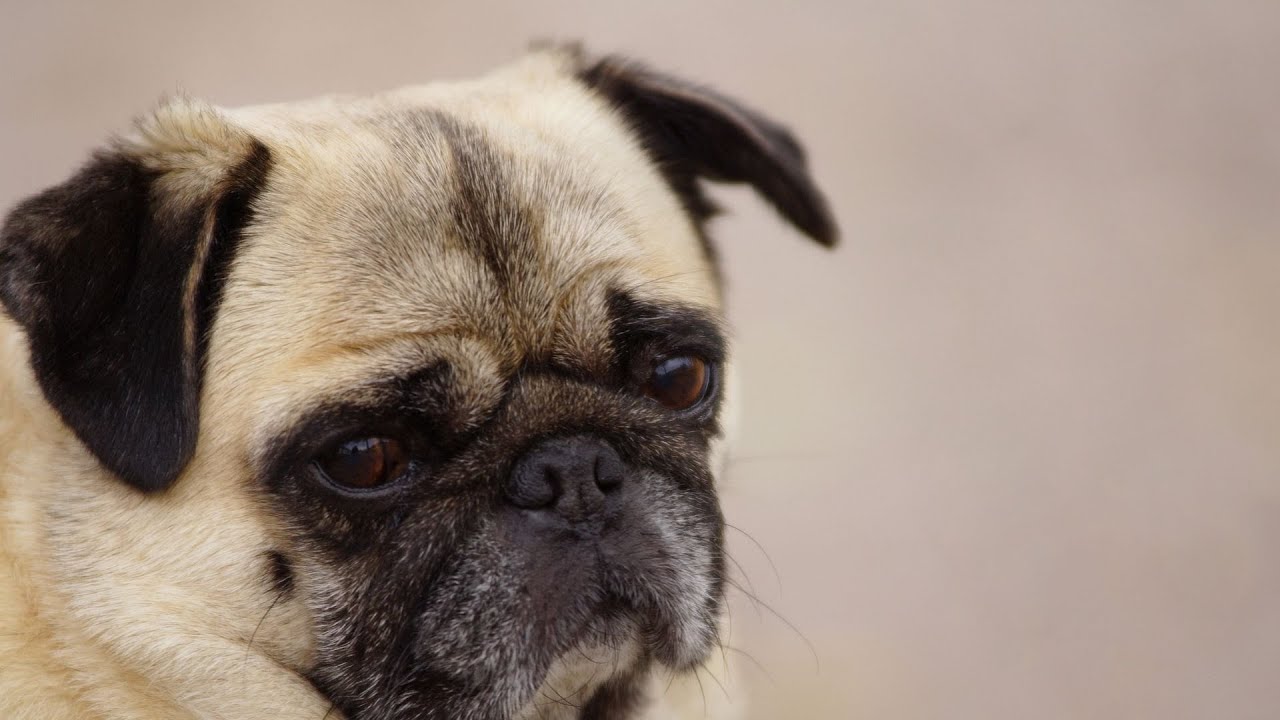 Comparing the Pug and Rat Terrier Which Breed is Best for You - YouTube