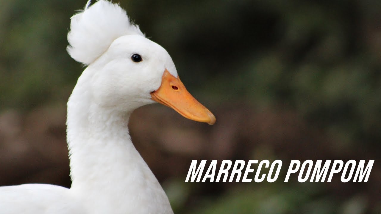 MARRECO POMPOM: PADRÃO DA RAÇA, CARACTERÍSTICAS E CURIOSIDADES - YouTube