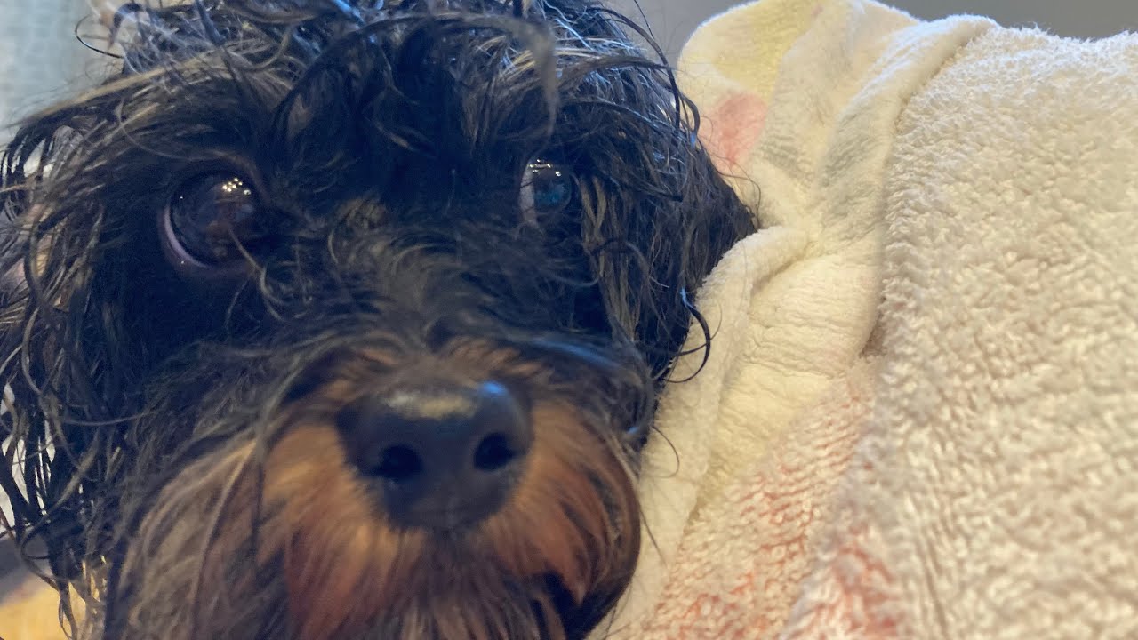 Grover’s bath time! - YouTube