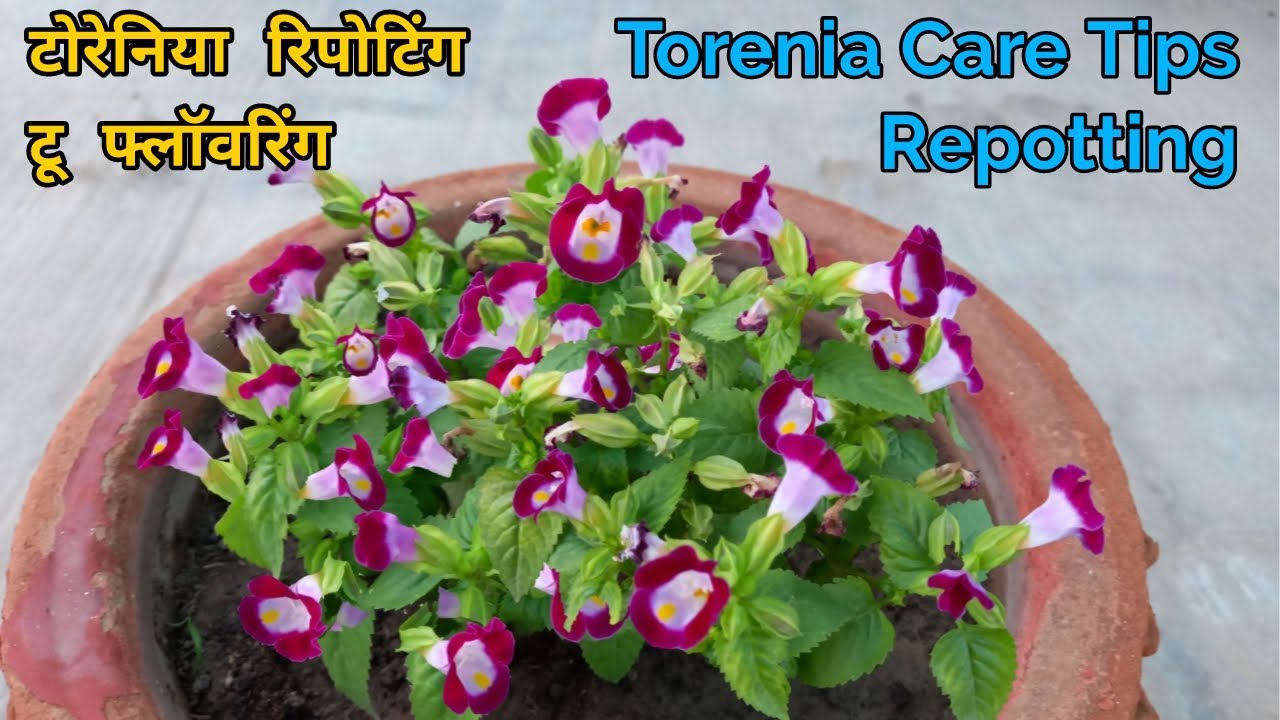 How to Grow and Care Torenia Plant / Torenia or wishbone flower plant ...