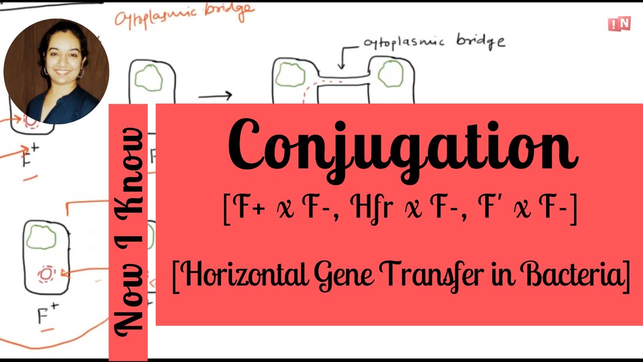 Bacterial Conjugation - Horizontal Gene Transfer Part - I [F+ x F-, Hfr ...