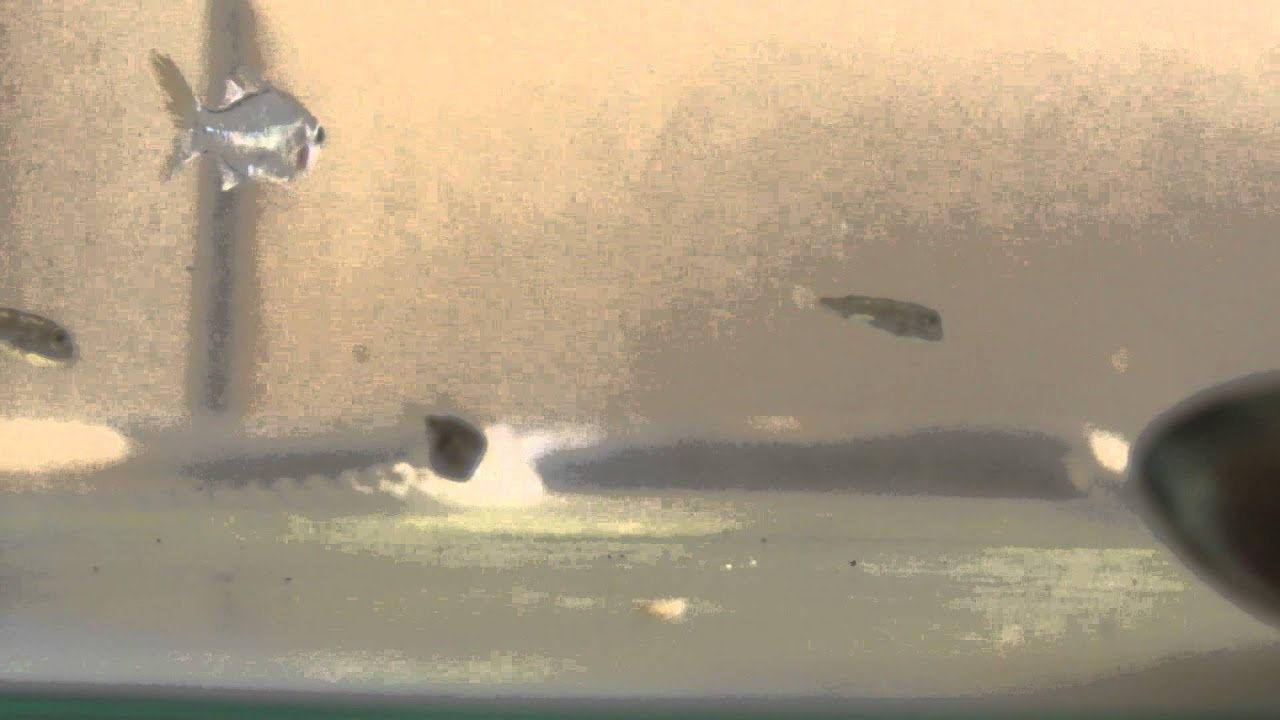 mostly green rough-backed puffer fish - YouTube