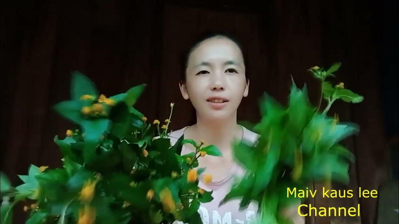 Rov qab lo qhia thiab tham txog tusTshuaj zoo coj nkaub ncaws dawb || Maiv kaus lee channel ...