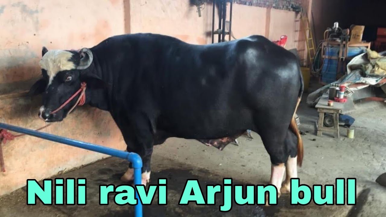 Nili ravi Arjun bull - YouTube