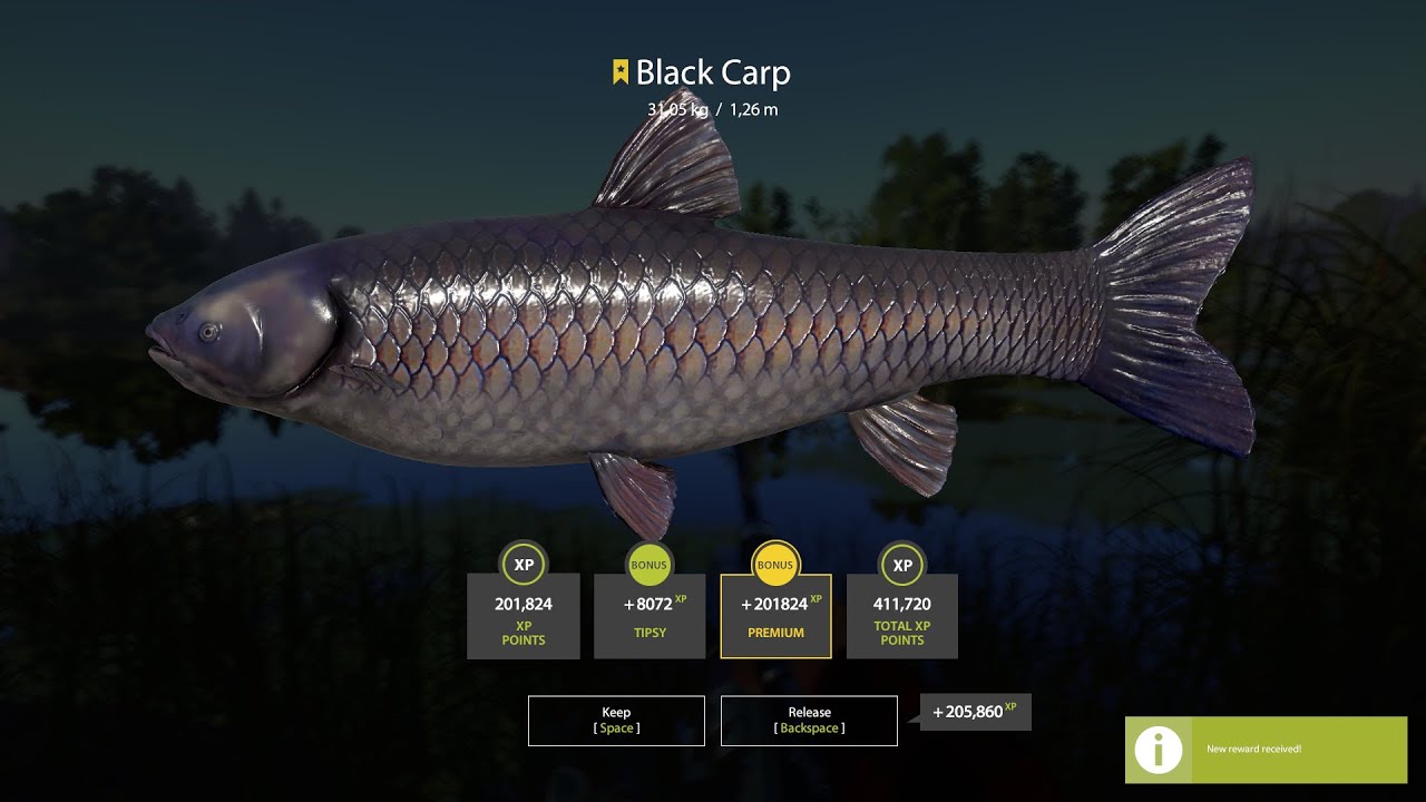 RF4 - Trophy Black Carp on Old Burg - 31,05kg - YouTube
