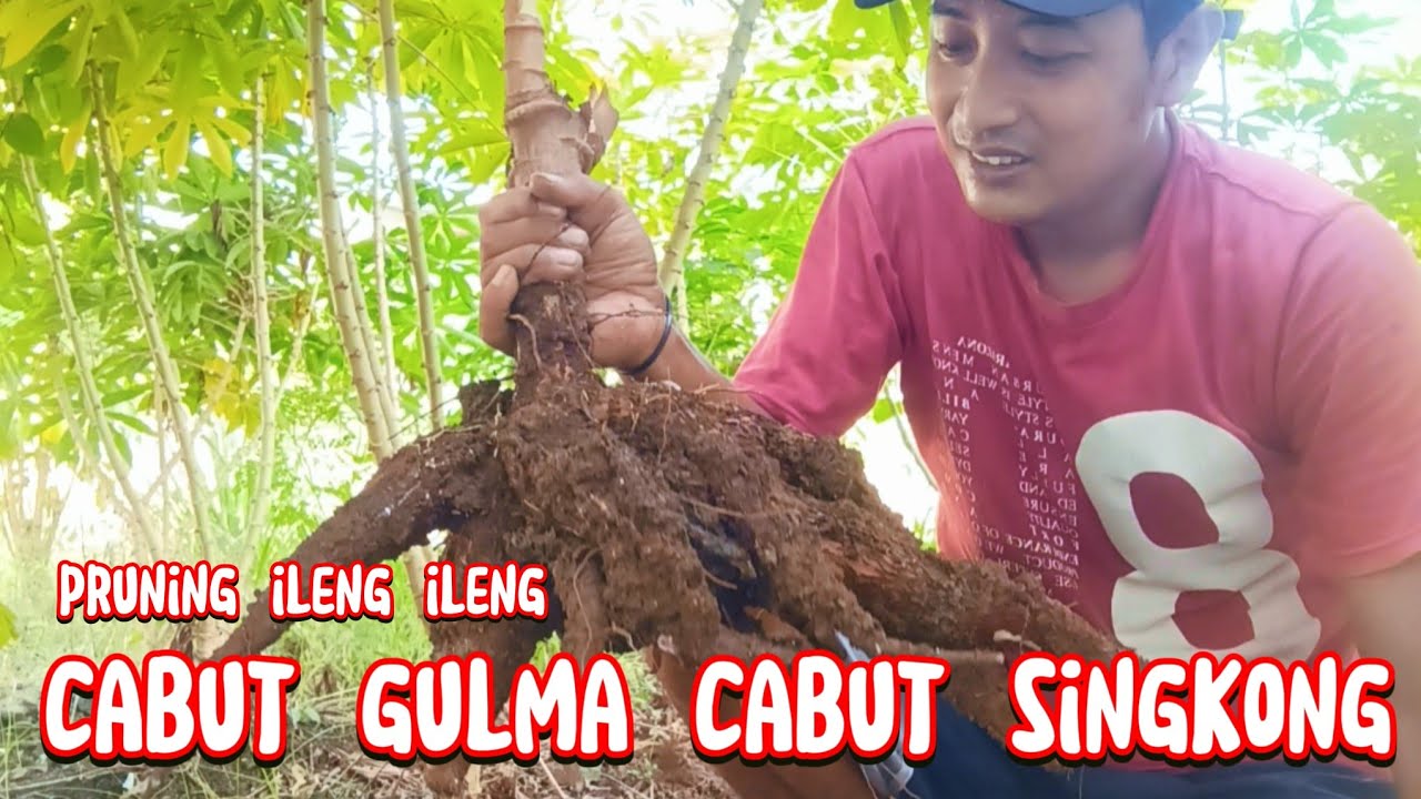 PRUNING DAUN, BERSIHIN GULMA,CABUT SINGKONG - YouTube