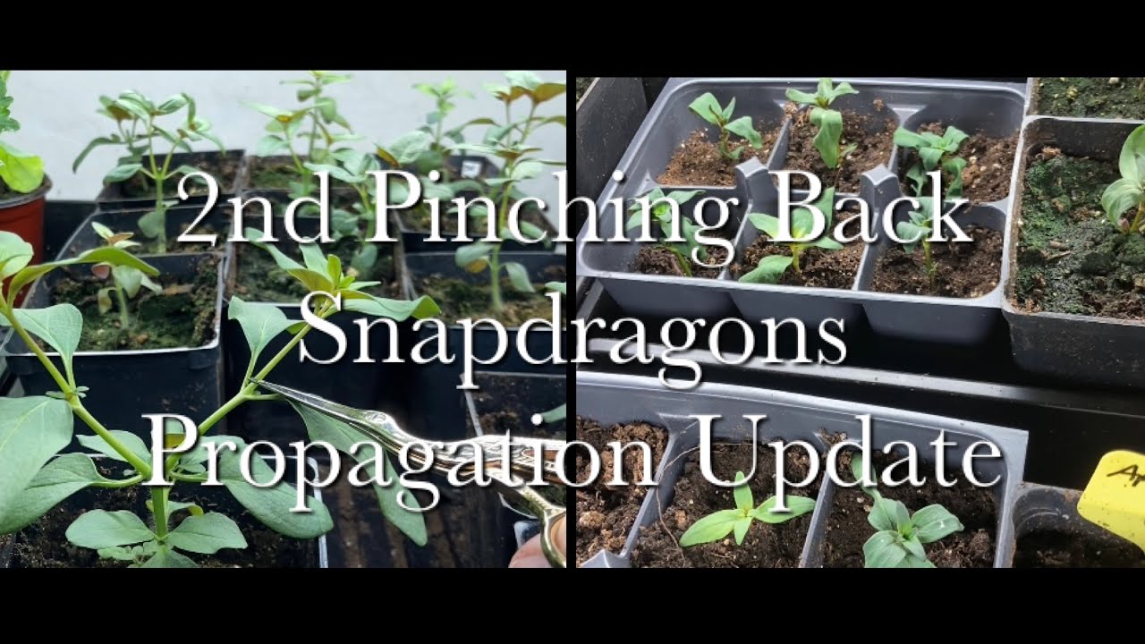 How to Pinch Back Snapdragons for Fuller Growth & Propagation Update ...