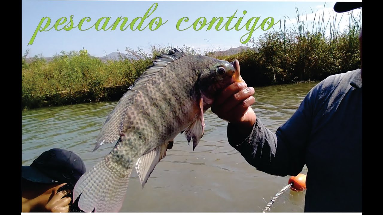 los primeros peces - YouTube