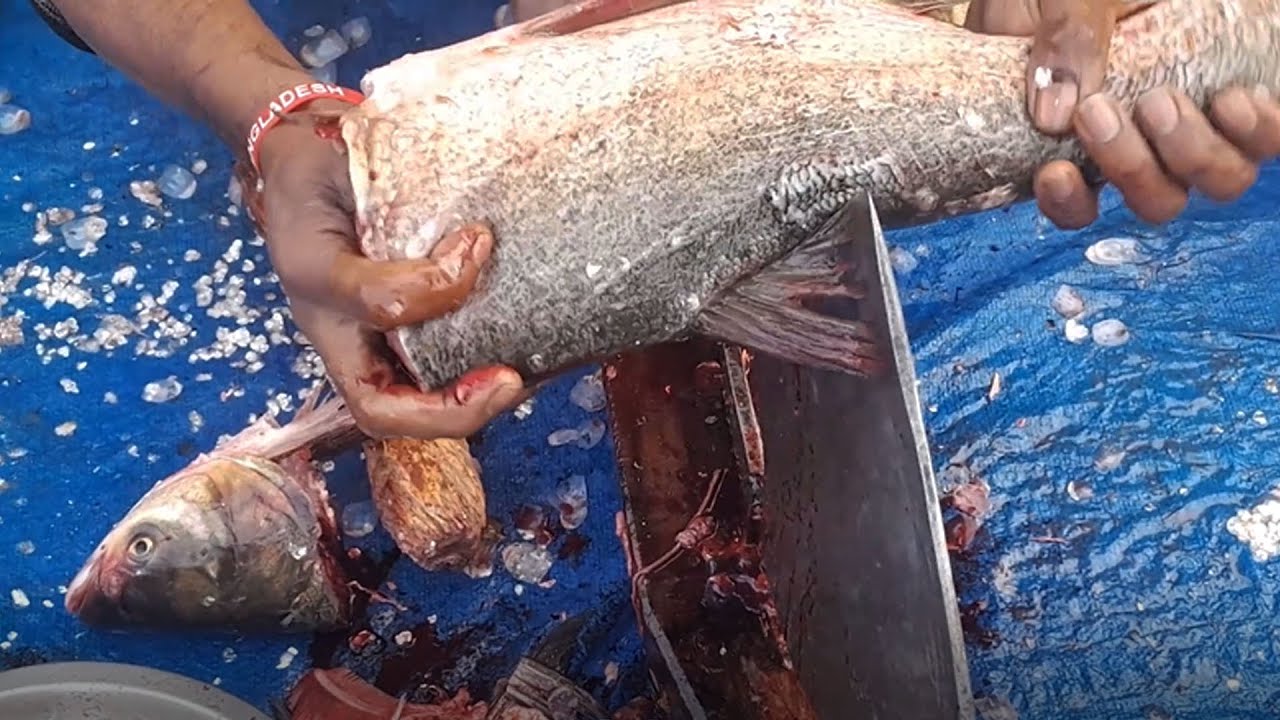 Big Briget Fish Cutting Skill Fish Cleaning amazing fish cutting skill ...
