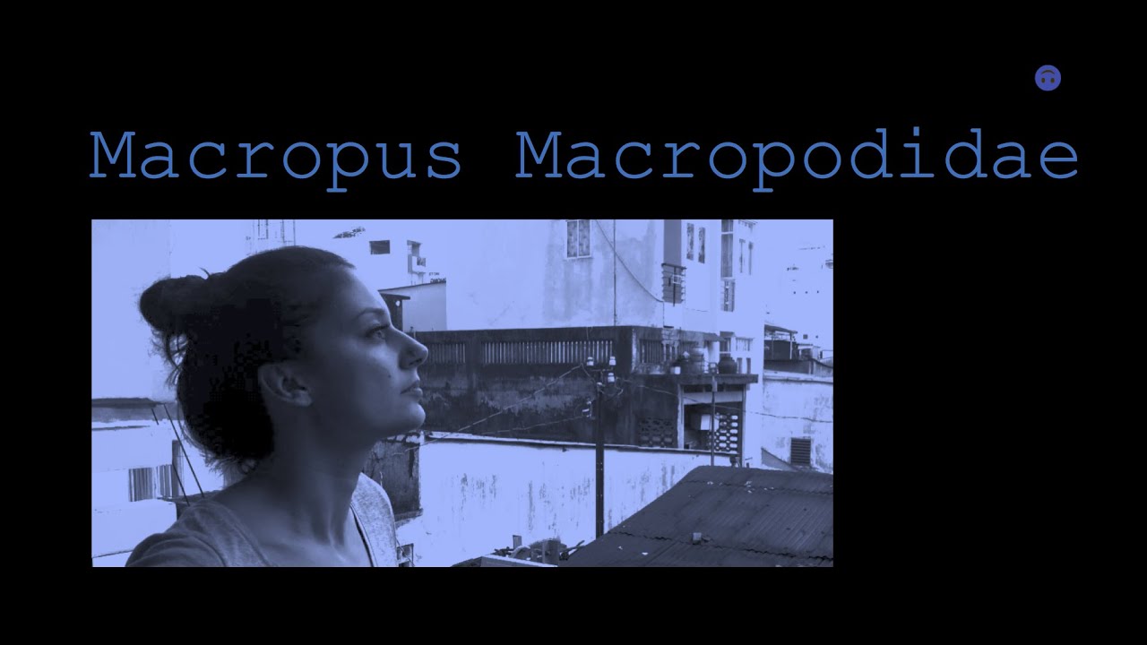 1. Macropus Macropodidae - YouTube