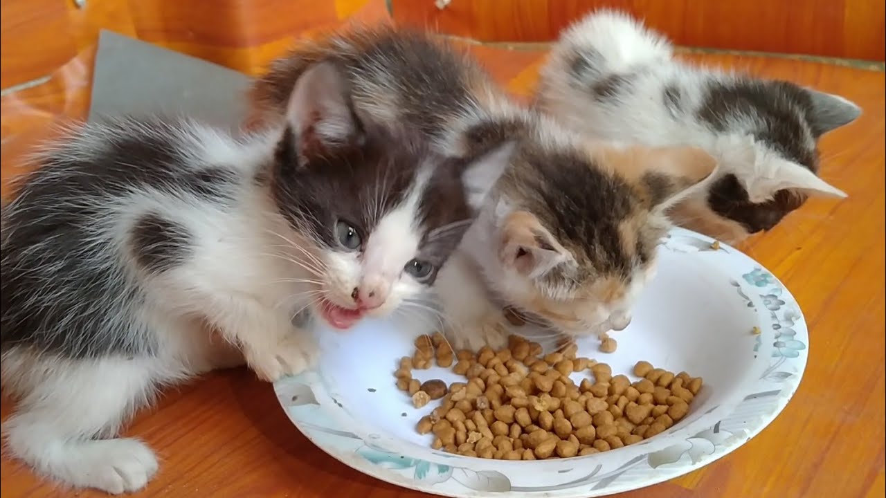 Cute Kittens Eating Cat Food Of Their Mother And They Want To Finish It ...