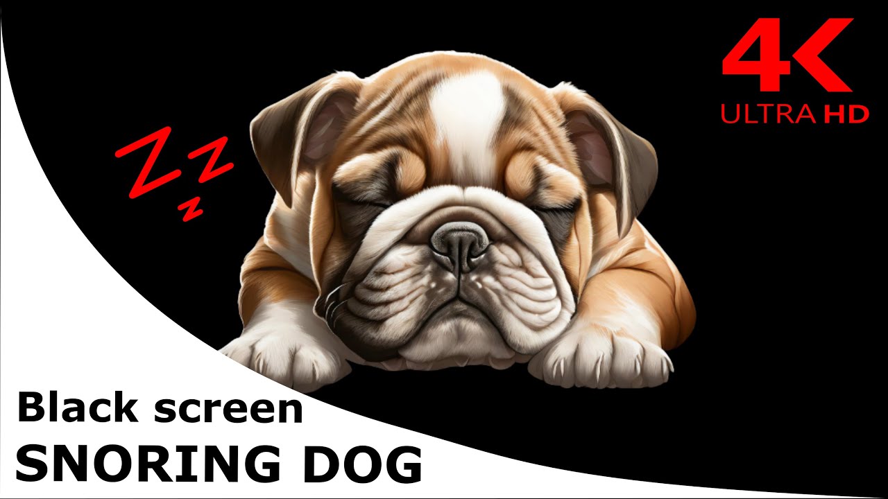 Snoring with a bulldog: ASMR snoring dog with black screen - YouTube