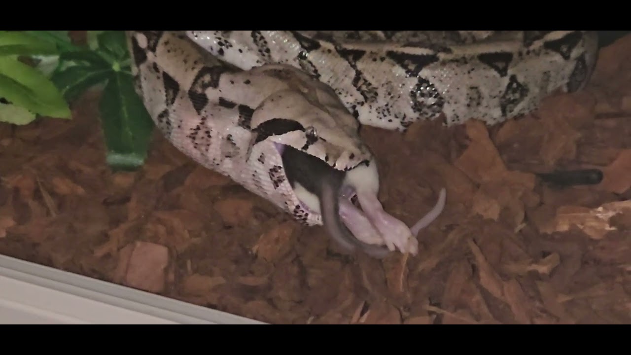 Sid the snake munching his dinner - YouTube