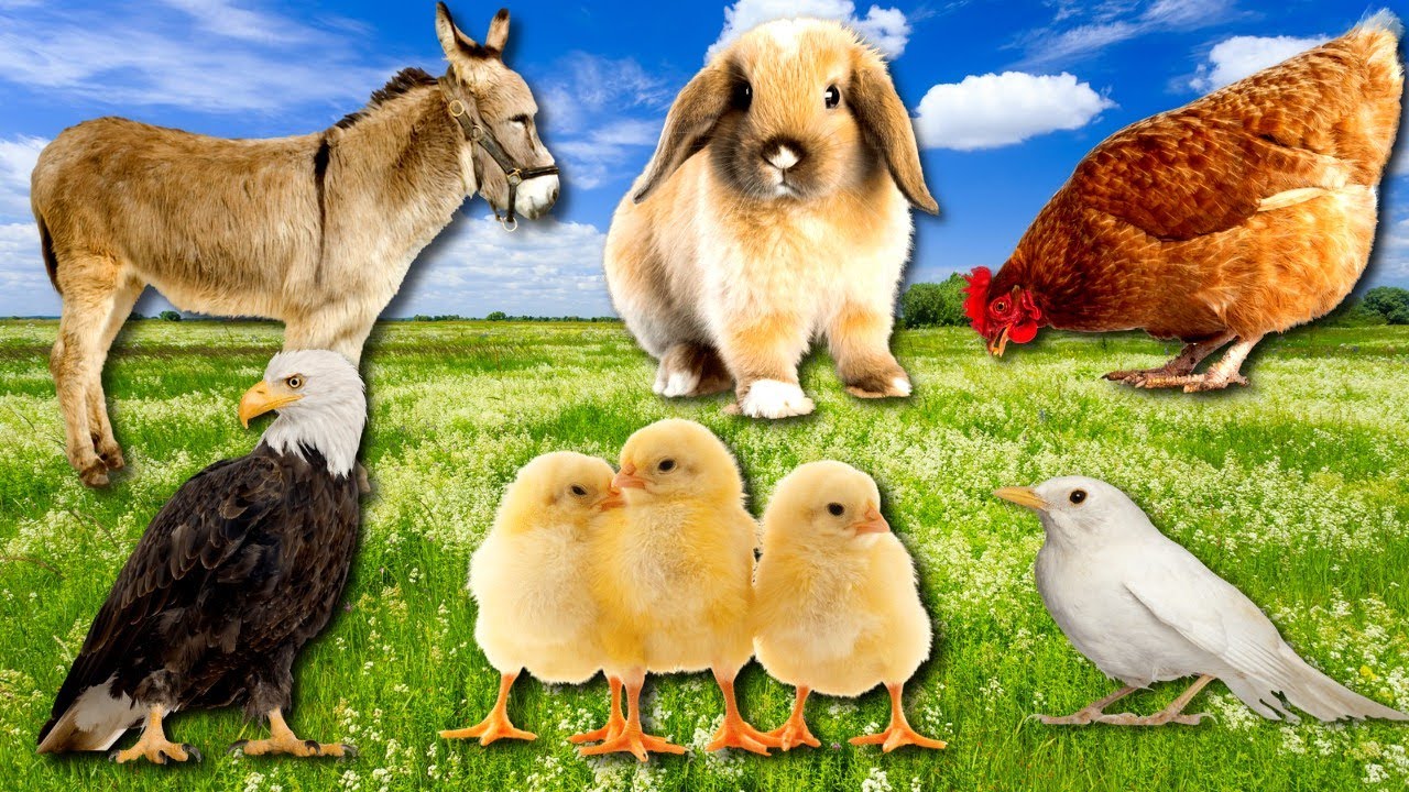 Hewan ternak, suara binatang: sapi, ayam, babi, gajah, bebek, suara ...