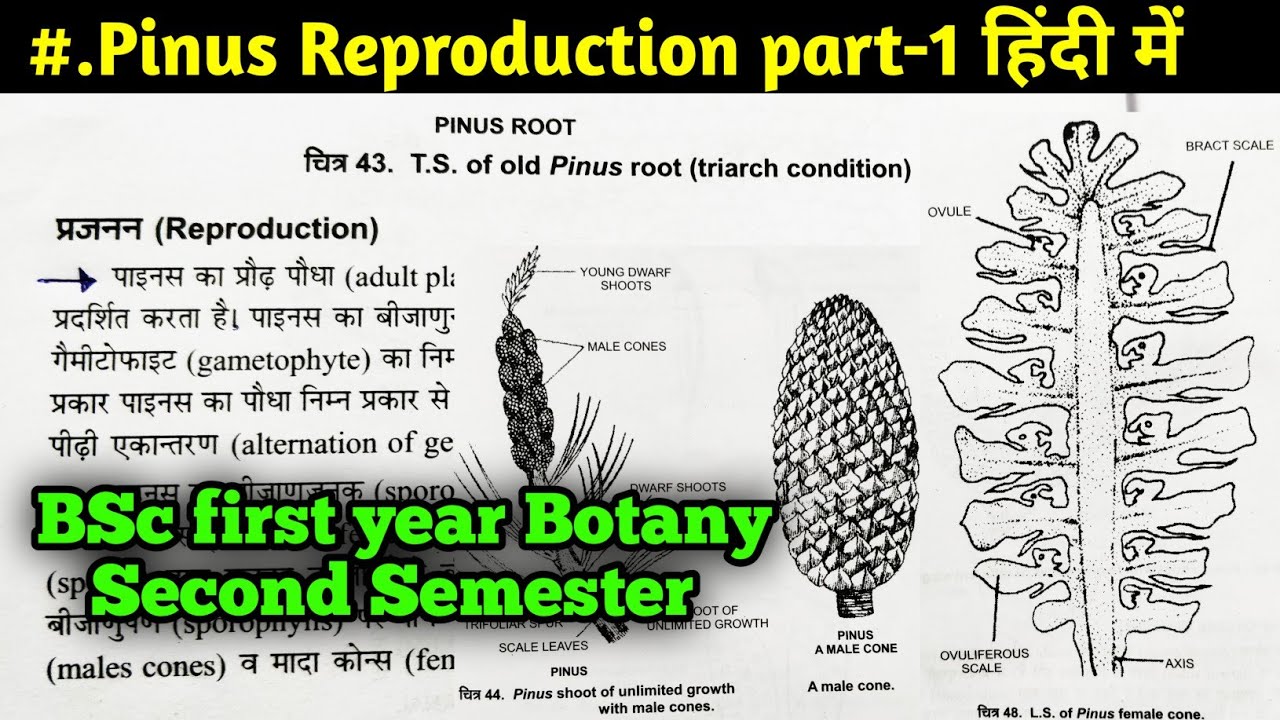 Reproduction in Pinus Gymnosperm in Hindi || Pinus Part-4 || BSc first ...