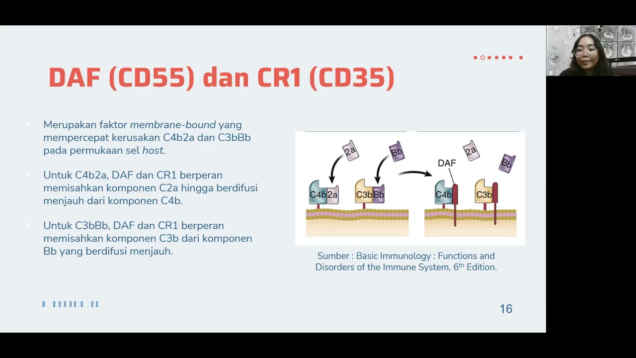 Imunologi: Gabriellia Oktaviani-Regulasi Aktivasi Komplemen 1 - YouTube